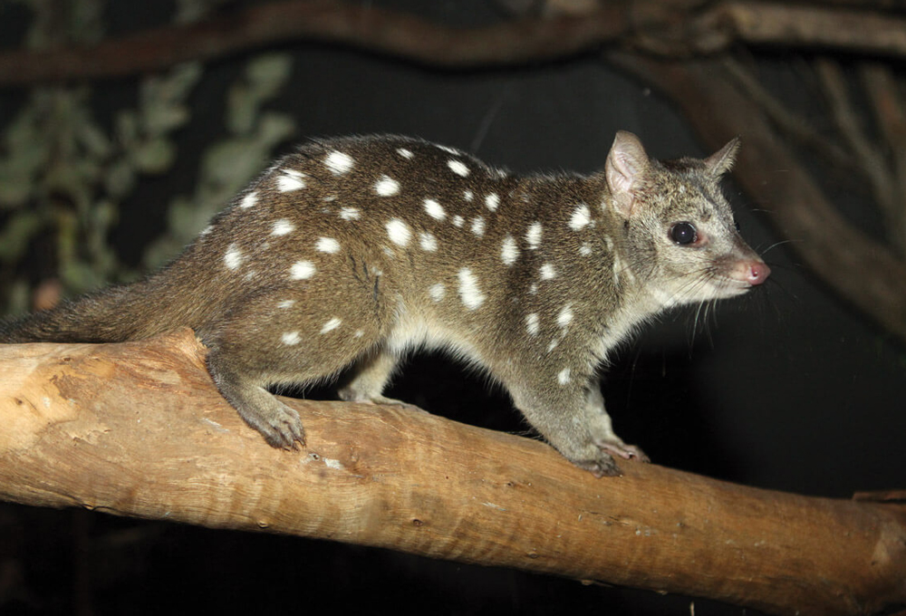$74m bid to mine Julimar home of rare endangered chuditch – Toodyay Herald